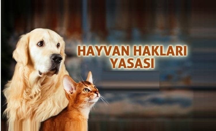 Cihan Pamukcucihan pamukcu